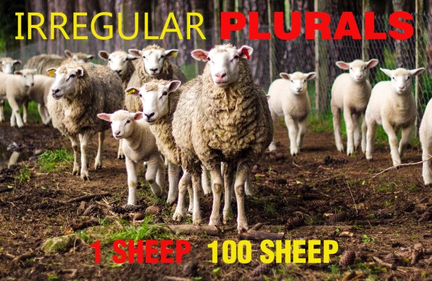 List of 100 Irregular Plural Nouns in English